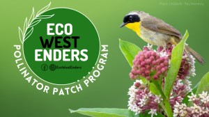 Pollinator Patch Program – Champlain Park Community